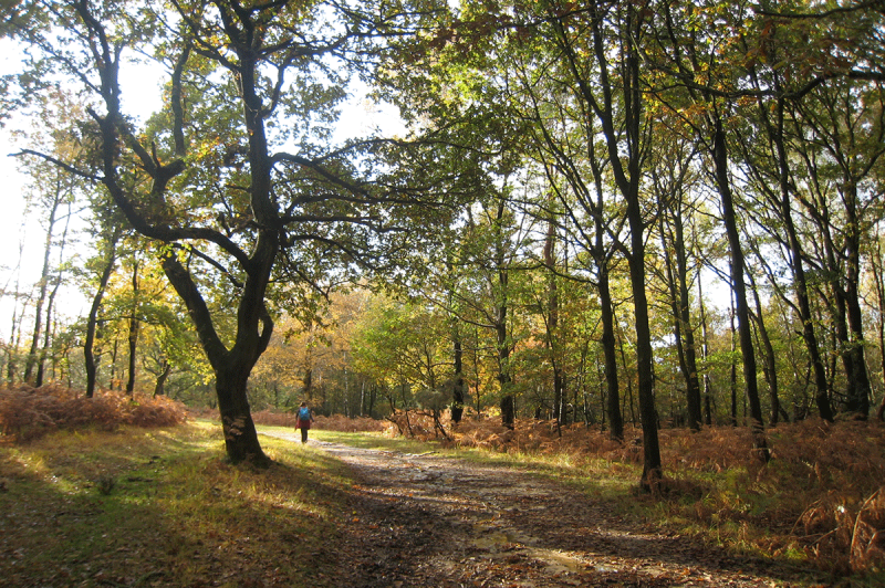 Hike South East | Guided hikes in Kent Surrey and Sussex